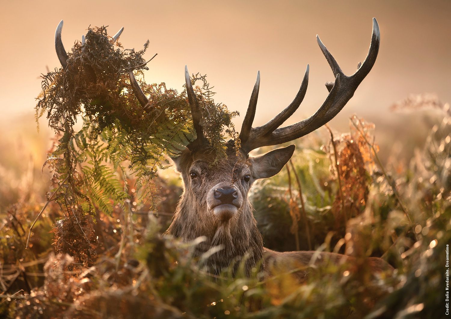 Wild About Denmark - VisitNATURE